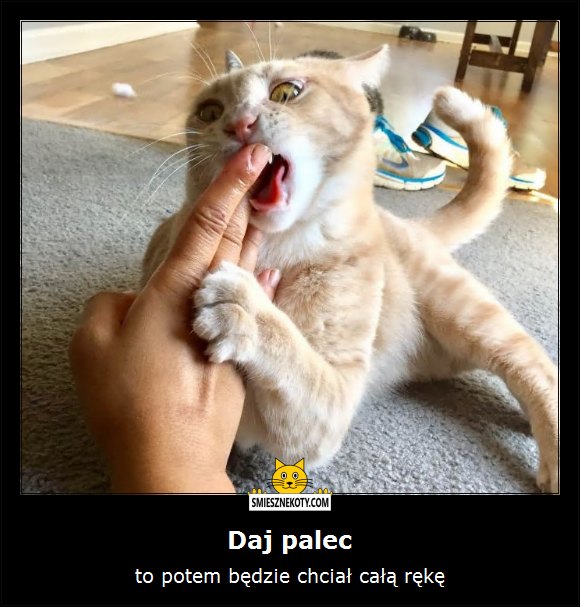 Daj palec - SmieszneKoty.com