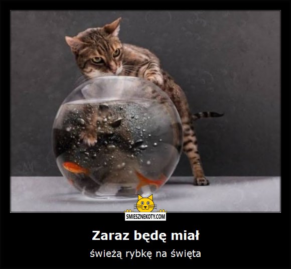 Śmieszne koty